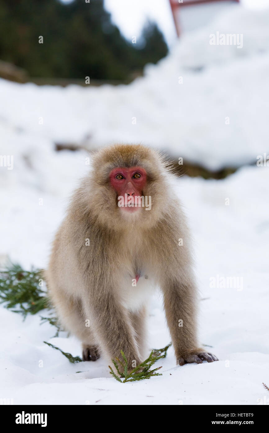Japanese Macaque snow monkey at Jigokudani Park, Nagano, Japan Stock ...