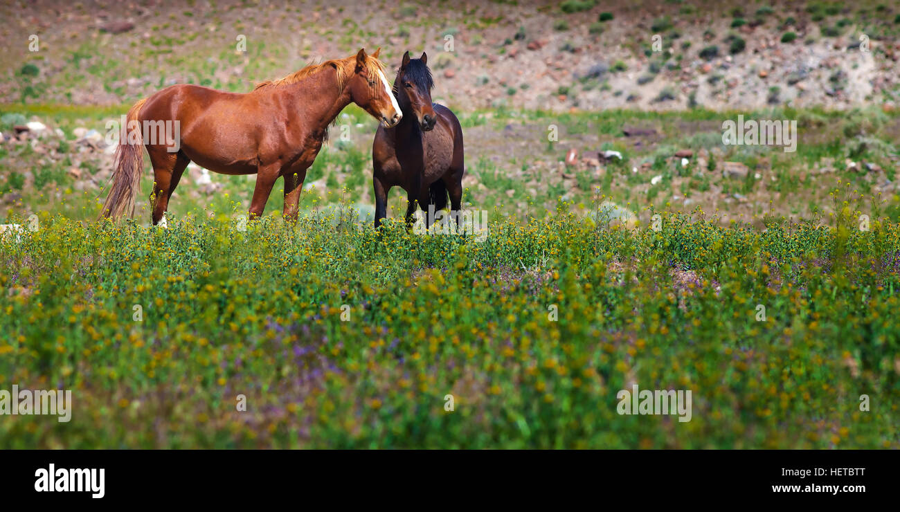Wild Mustang Horse in the Nevada desert Stock Photo - Alamy