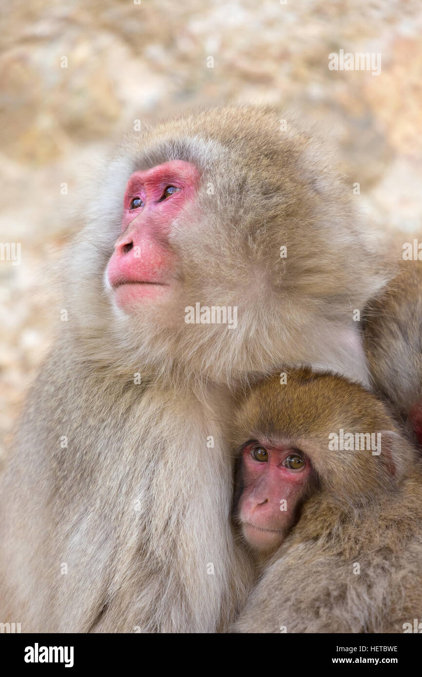 Japanese Macaque snow monkey at Jigokudani Park, Nagano, Japan Stock ...