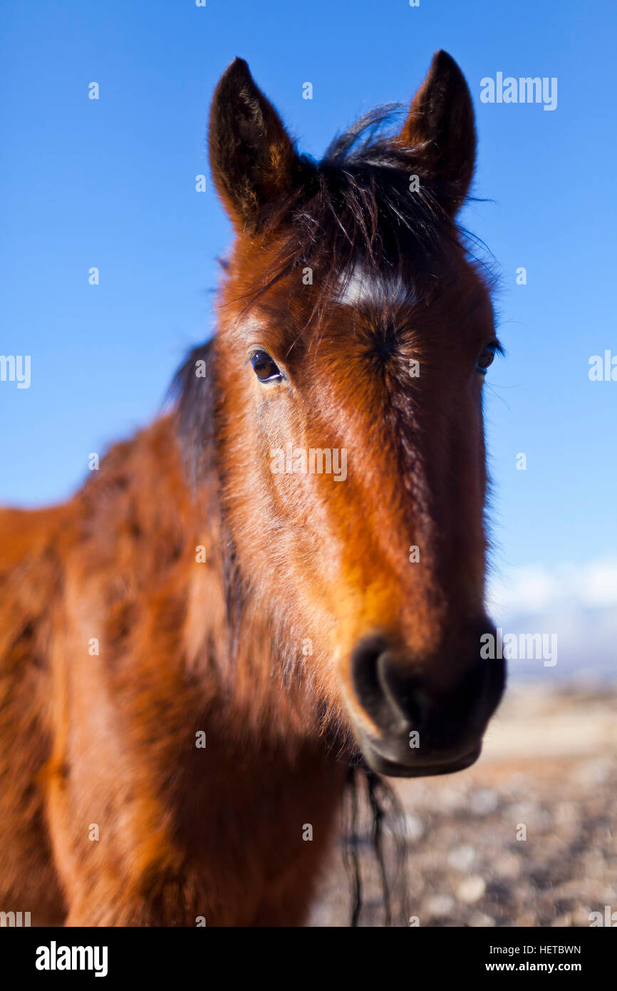 Wild Mustang Horse in the Nevada desert Stock Photo - Alamy