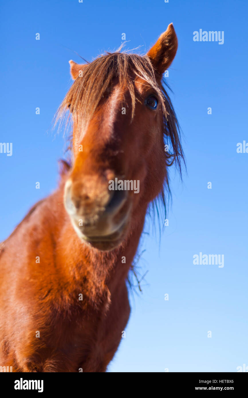 Mustang Wild Horse High Resolution Stock Photography and Images - Alamy