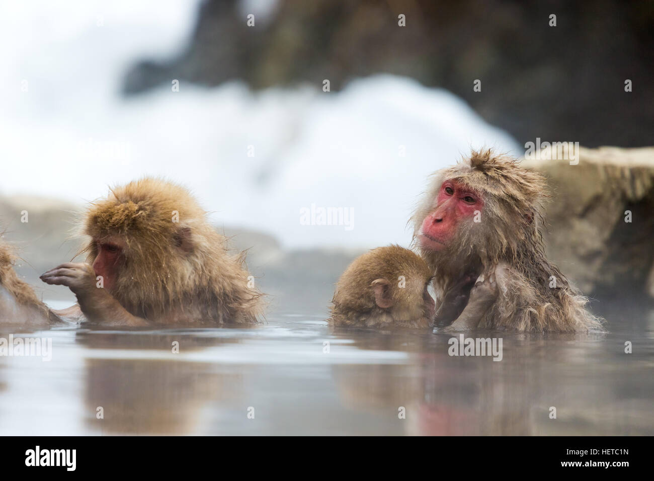 Japanese Macaque snow monkey at Jigokudani Park, Nagano, Japan Stock ...
