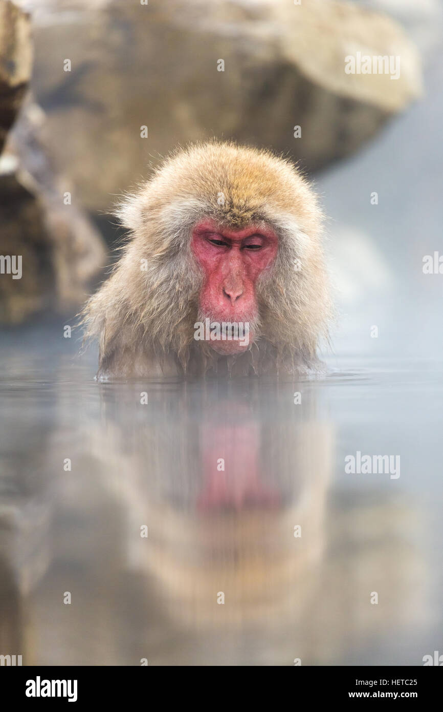 Monkey hot springs hi-res stock photography and images - Alamy