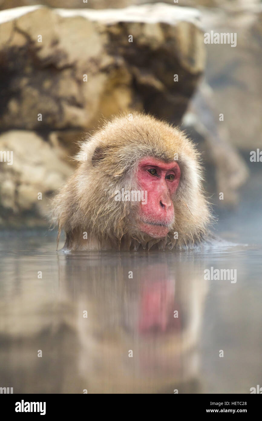 Wild monkey in the hot springs in winter Stock Photo - Alamy