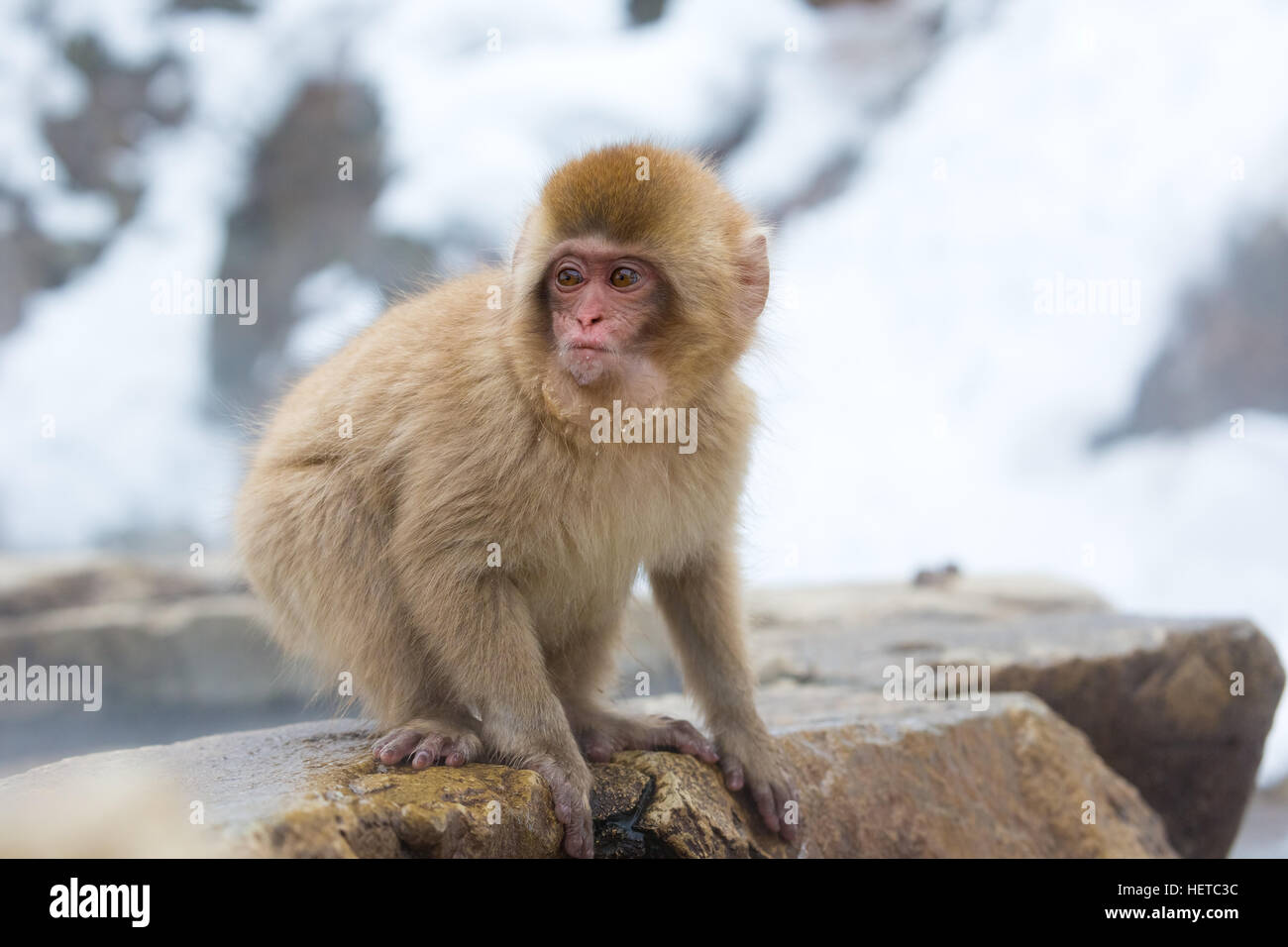 Japanese Macaque snow monkey at Jigokudani Park, Nagano, Japan Stock ...