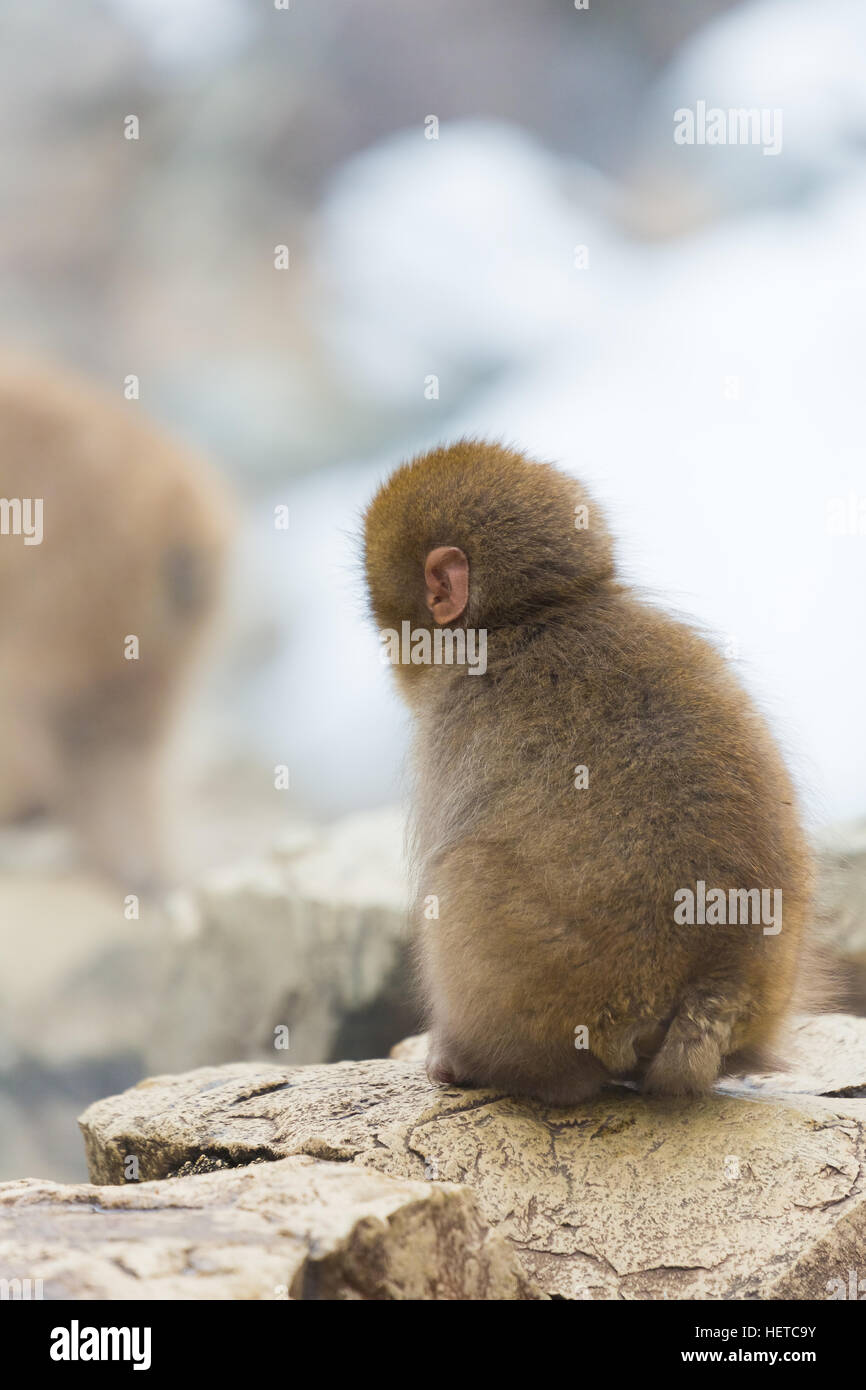 Japanese Macaque snow monkey at Jigokudani Park, Nagano, Japan Stock ...