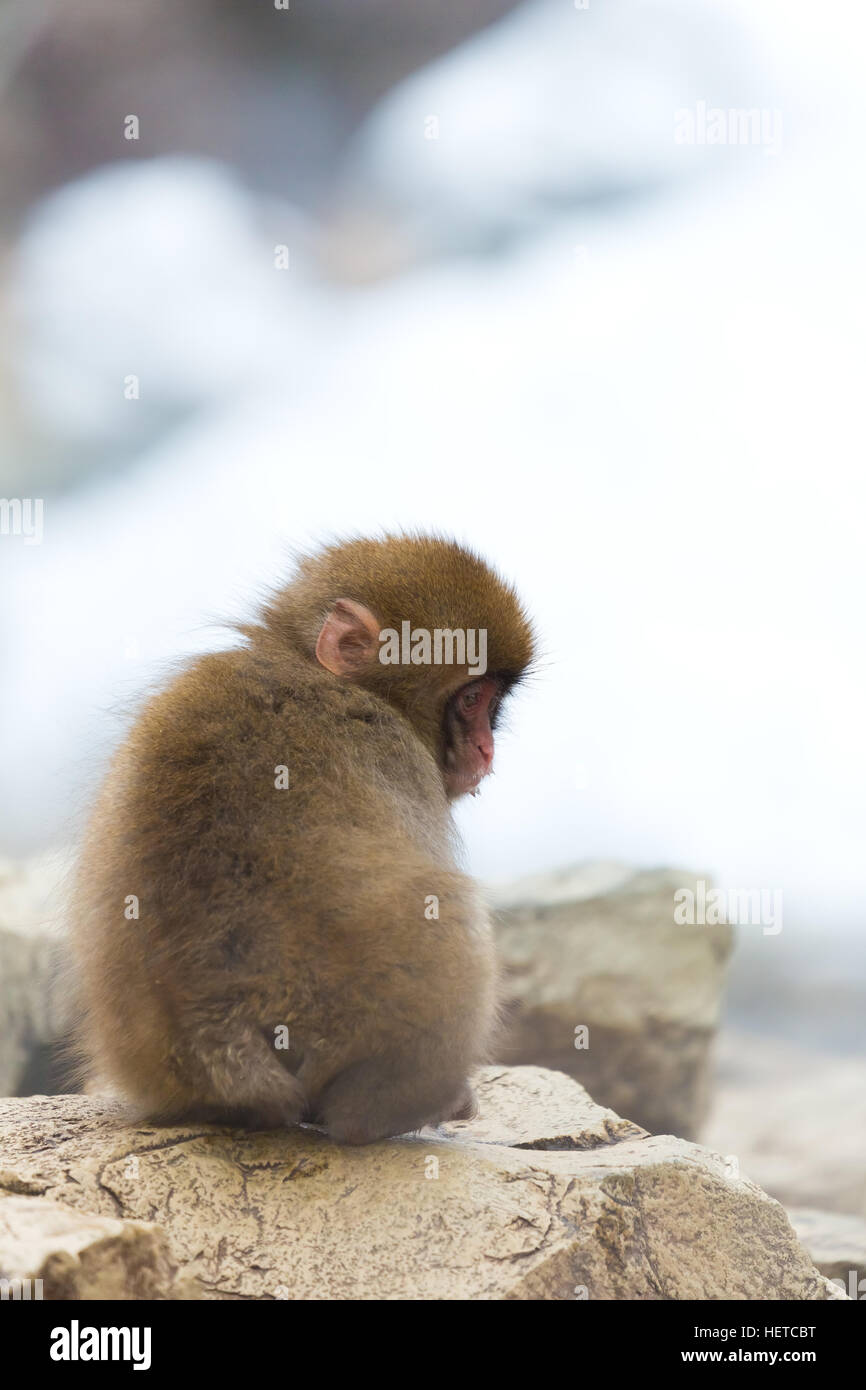 Japanese Macaque snow monkey at Jigokudani Park, Nagano, Japan Stock ...