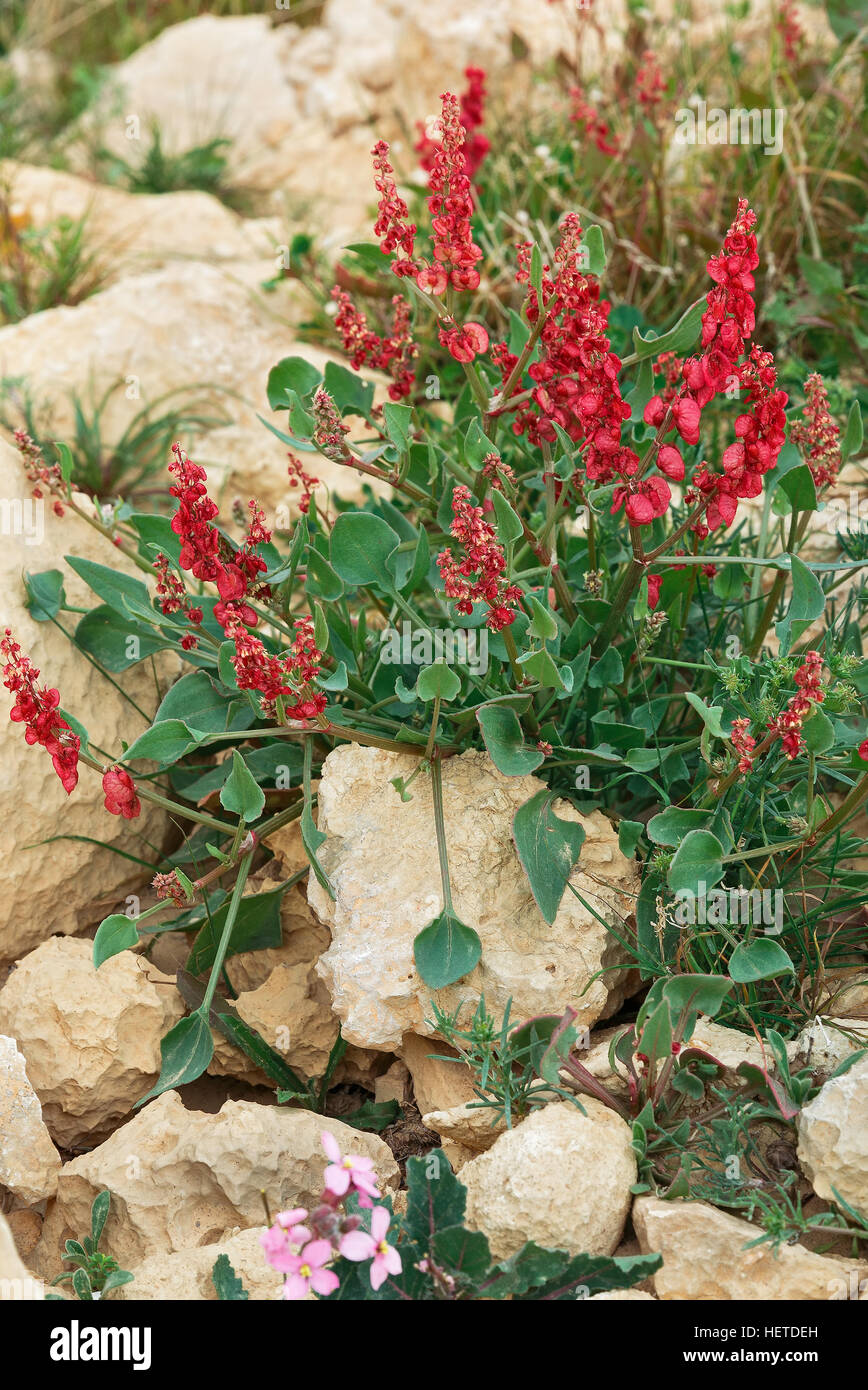 Desert flower hi-res stock photography and images - Alamy
