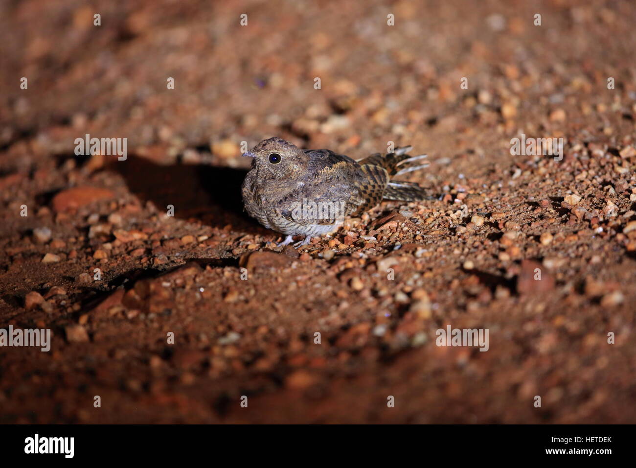 Nightjar hi-res stock photography and images - Alamy