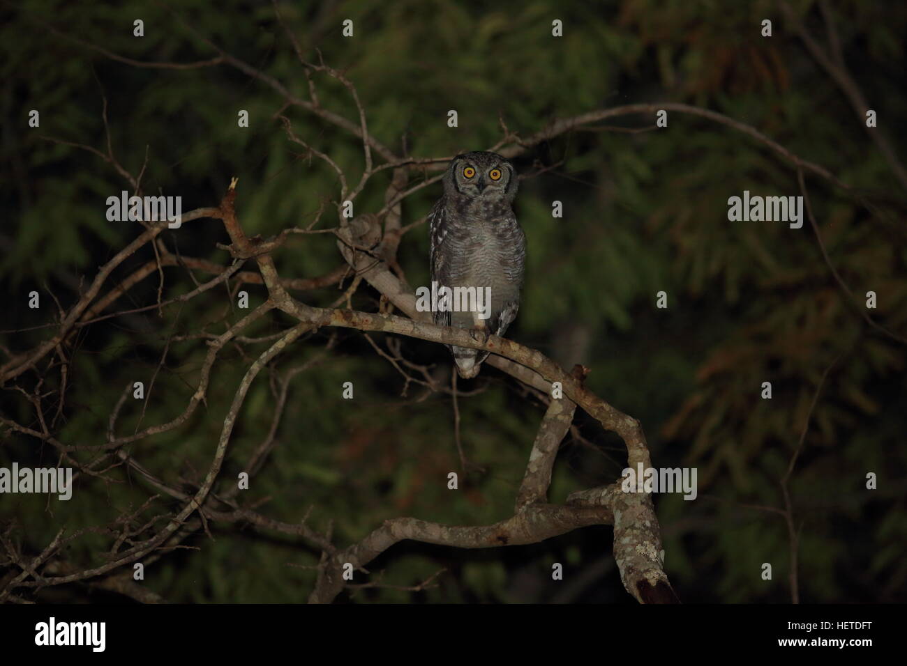 Spotted eagle-owl (Bubo africanus) in Zambia Stock Photo - Alamy