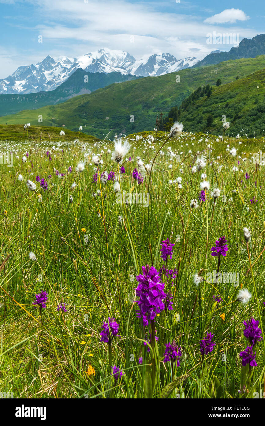 Alpine flora: wild orchis and Scheuchzer's cottongrass (or white ...