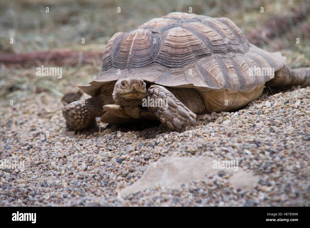 close up on giant turtle on the beach Stock Photo - Alamy