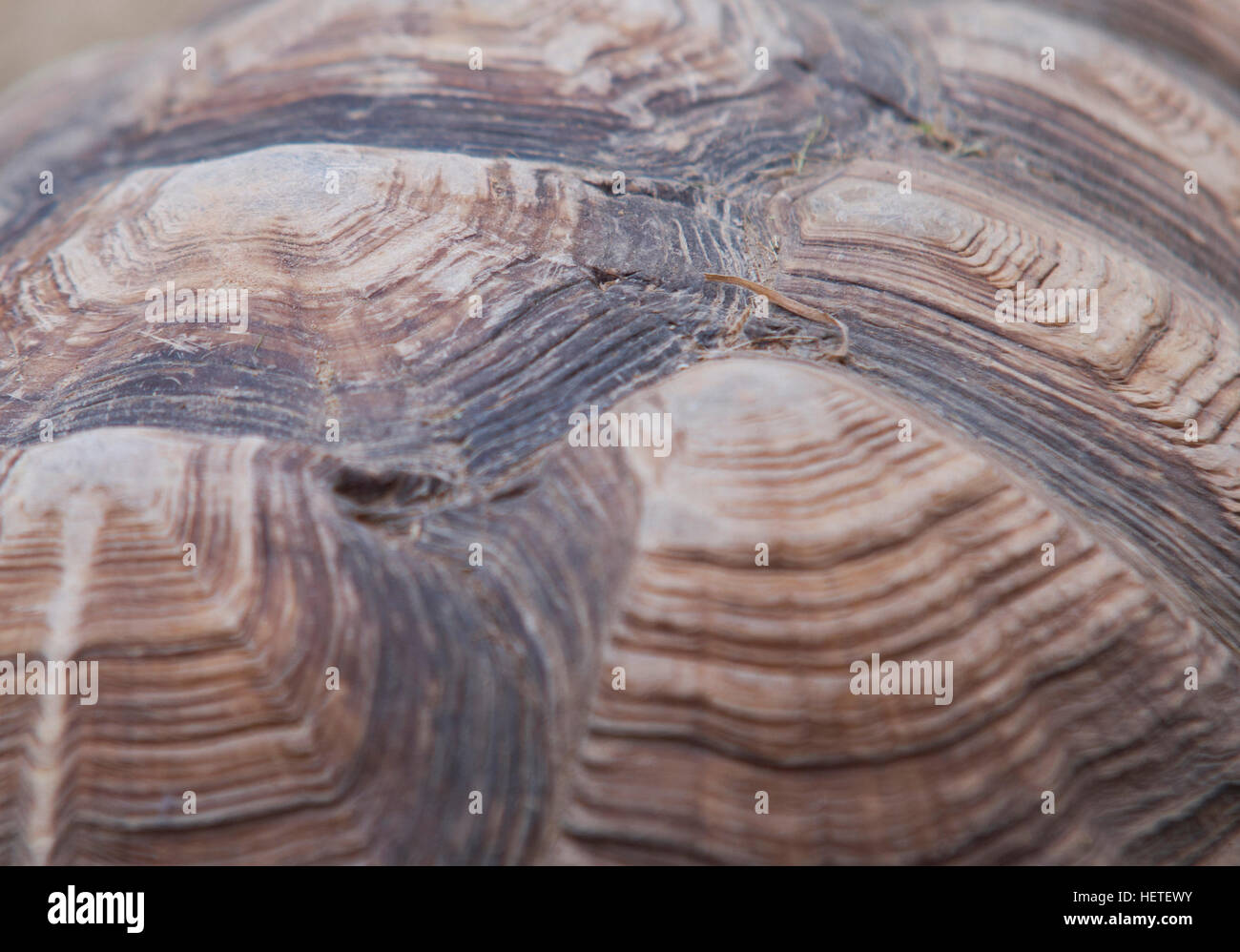 close up on giant turtle shell, texture or background Stock Photo - Alamy