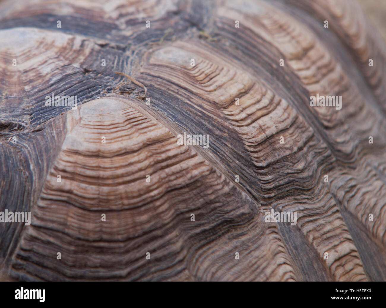 close up on giant turtle shell, texture or background Stock Photo - Alamy