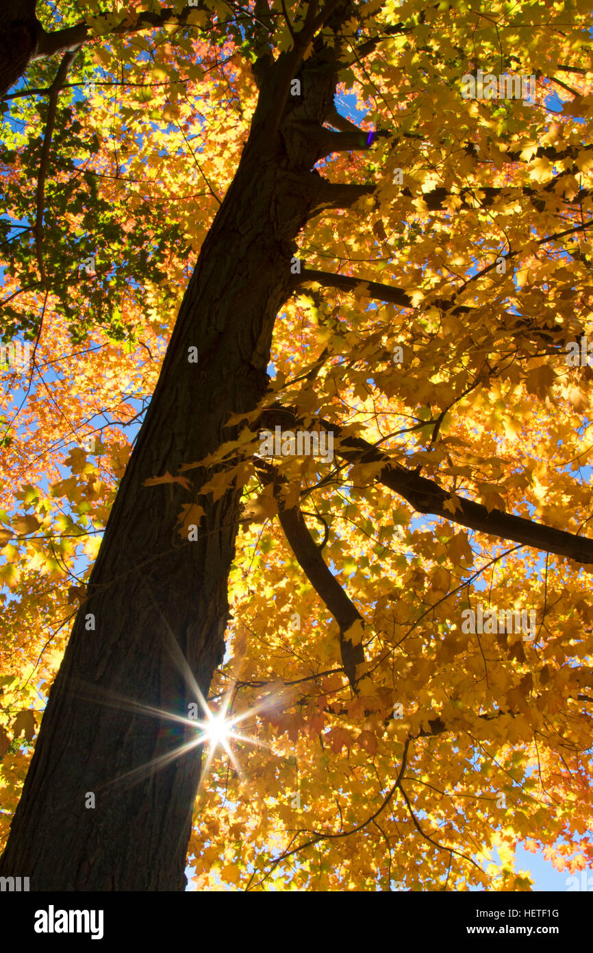 Sugar maple fall foliage, Wolcott Park, West Hartford, Connecticut ...