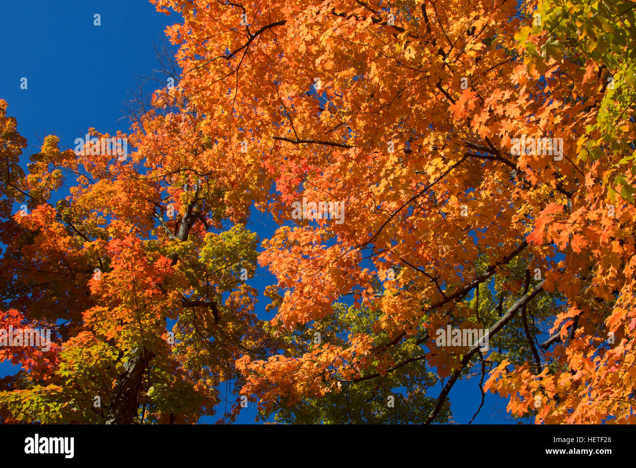 Sugar maple foliage hi-res stock photography and images - Alamy