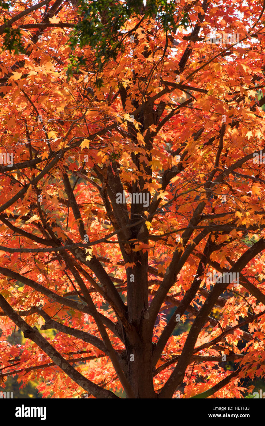 Sugar maple fall foliage, Westmoor Park, West Hartford, Connecticut ...
