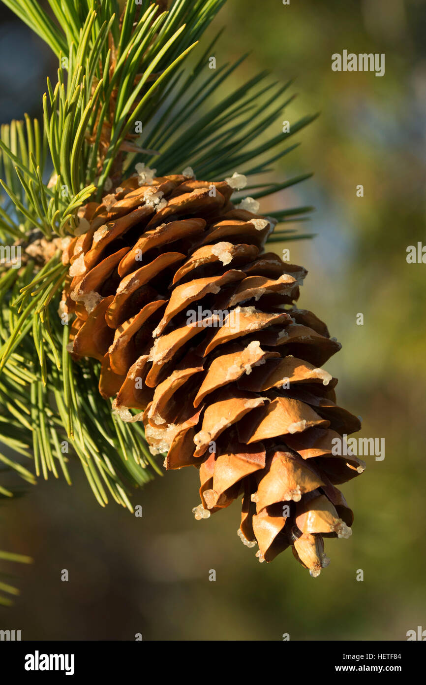 Pine cone from Devils Orchard Trail, Craters of the Moon National ...