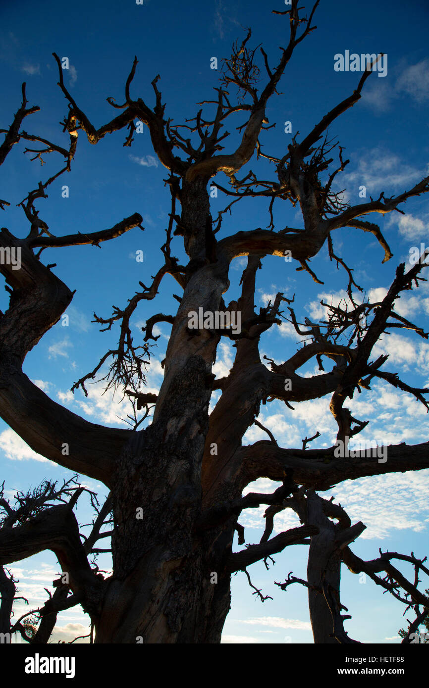 Pine snag silhouette along Devils Orchard Trail, Craters of the Moon ...