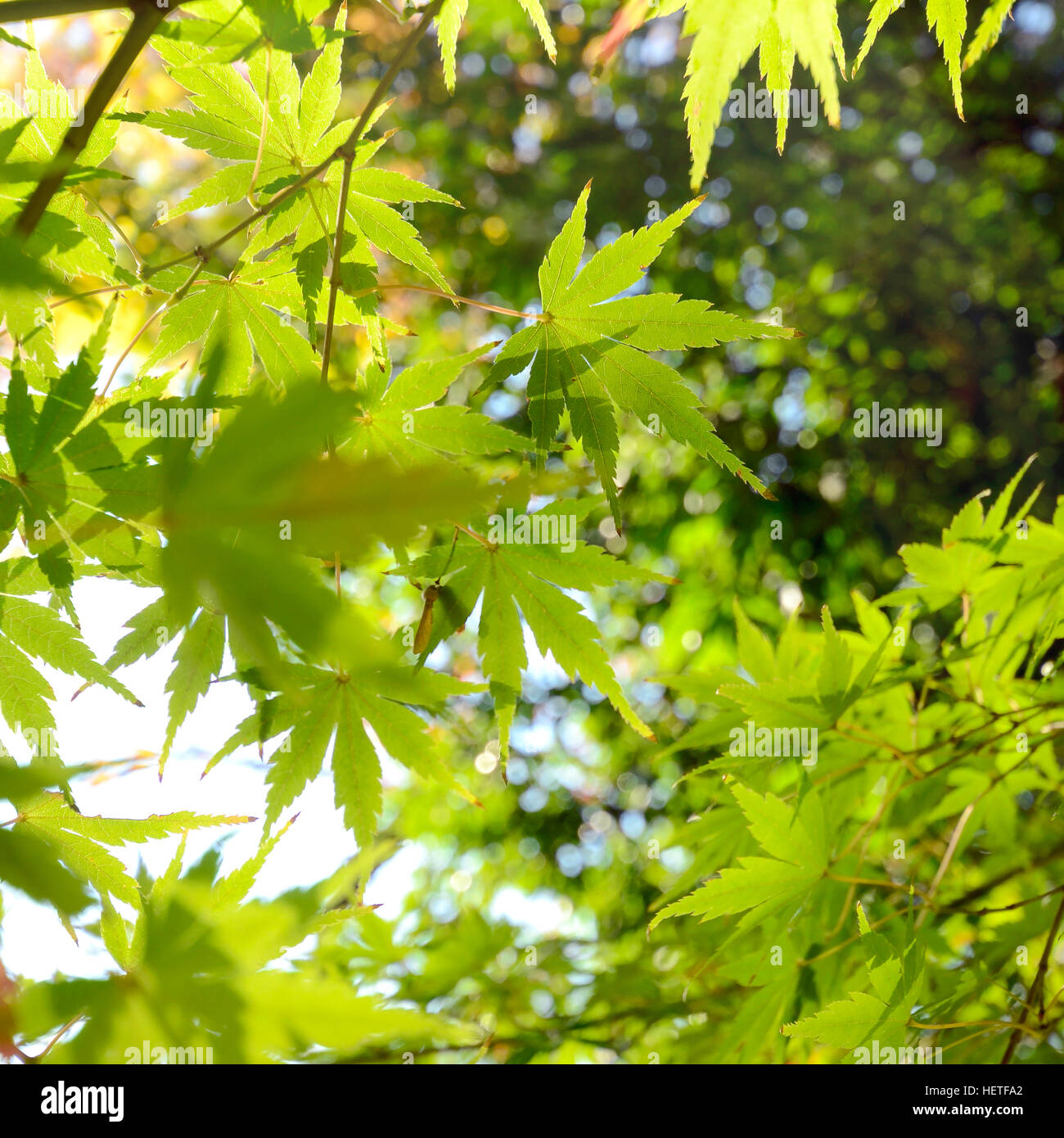 Green Japanese Maple leaves before Autumn Stock Photo - Alamy