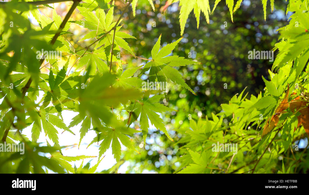 Japanese maple leaves hi-res stock photography and images - Alamy