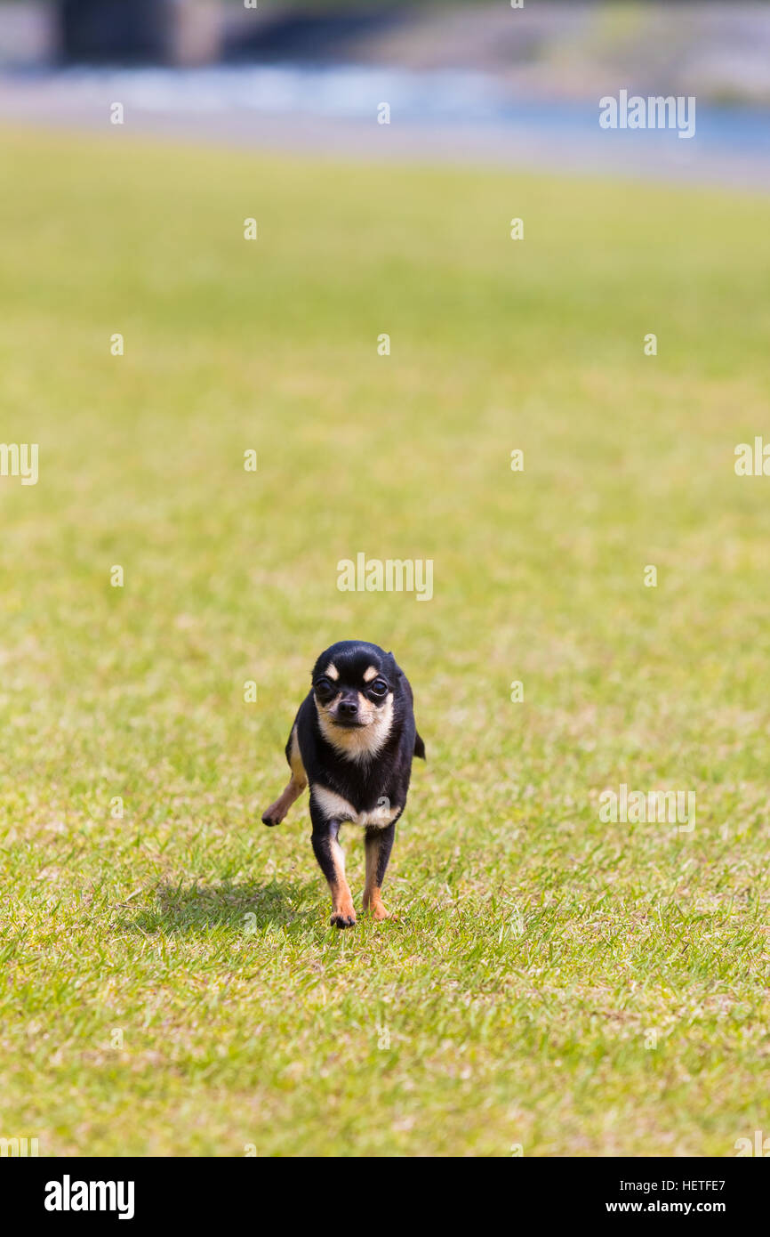 Chihuahua running hi-res stock photography and images - Alamy