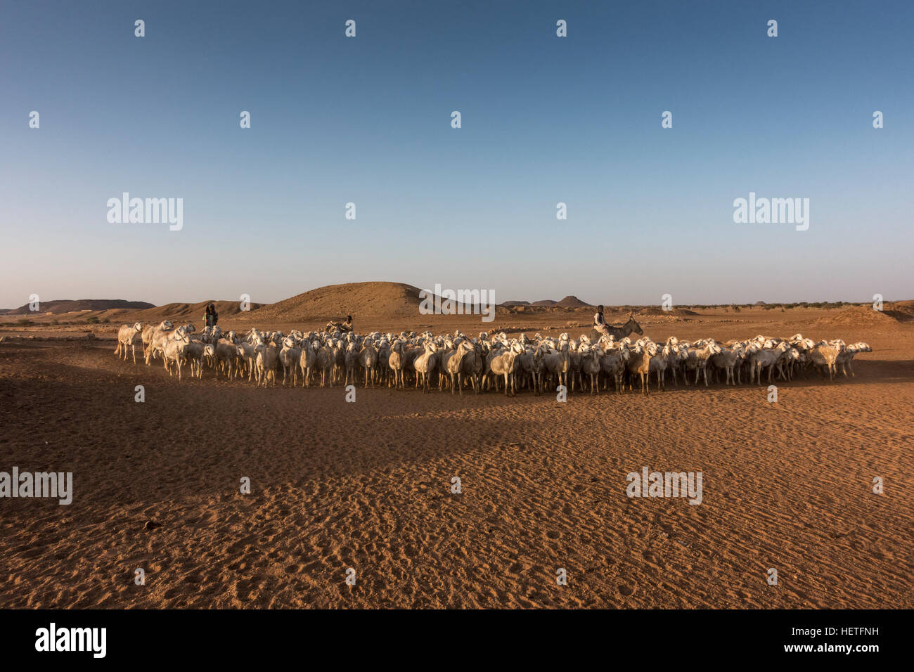 Sudan desert goats hi-res stock photography and images - Alamy