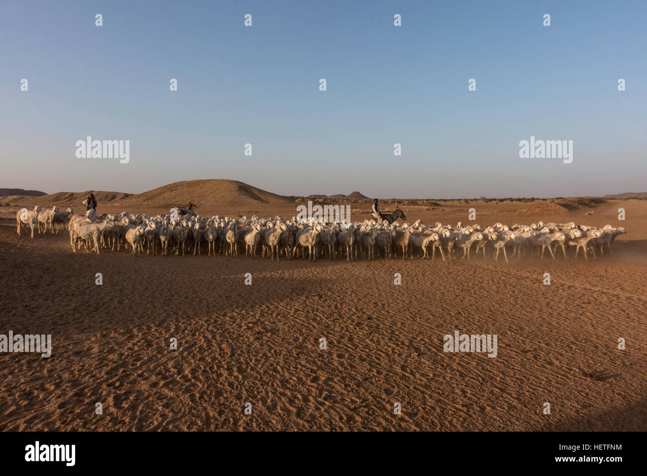 Sudan desert goats hi-res stock photography and images - Alamy