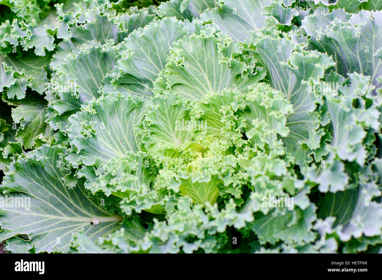 Ornamental leaved Kale (Ornamental oleracea) in organic plantation ...