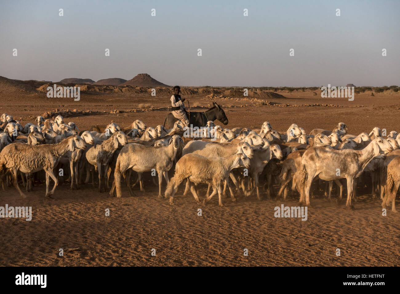 Sudan desert goats hi-res stock photography and images - Alamy