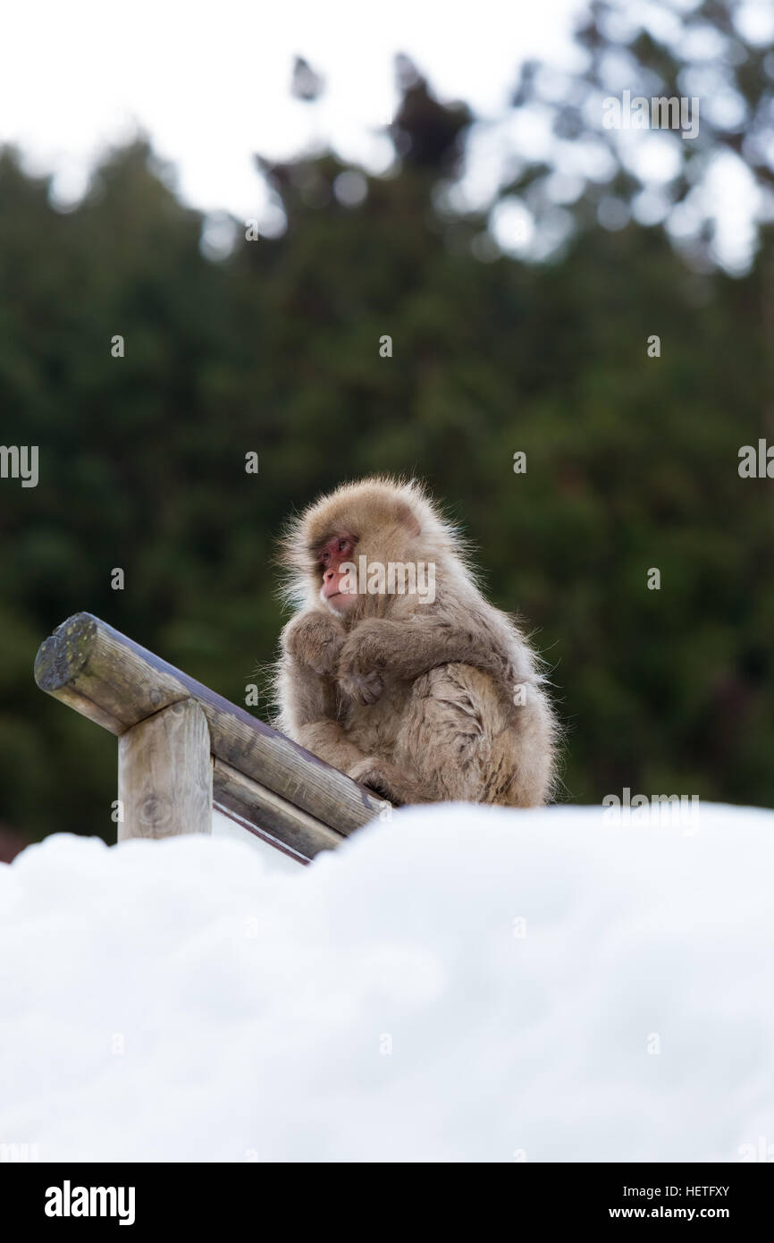 Japanese Macaque snow monkey at Jigokudani Park, Nagano, Japan Stock ...
