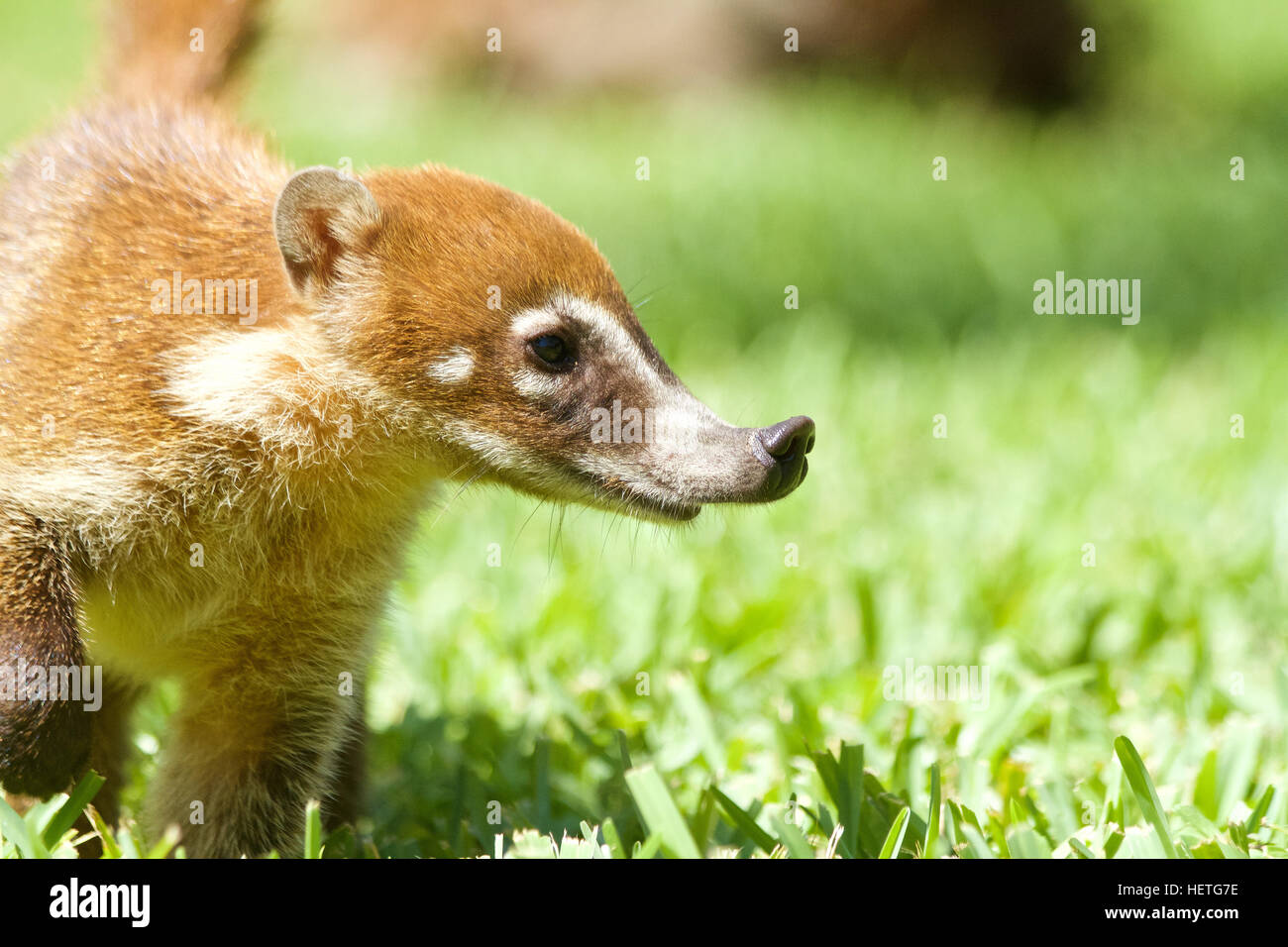Coati in wild hi-res stock photography and images - Alamy
