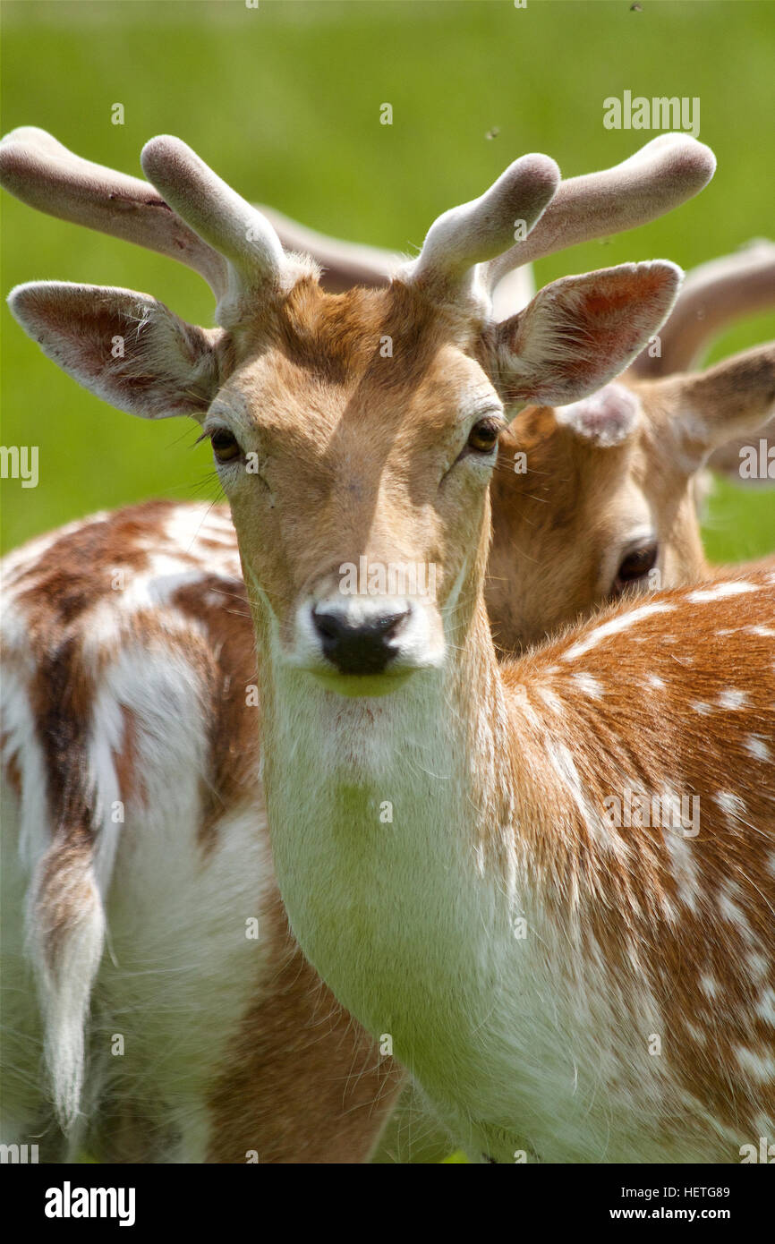 Spotted animals wildlife wild hi-res stock photography and images - Alamy