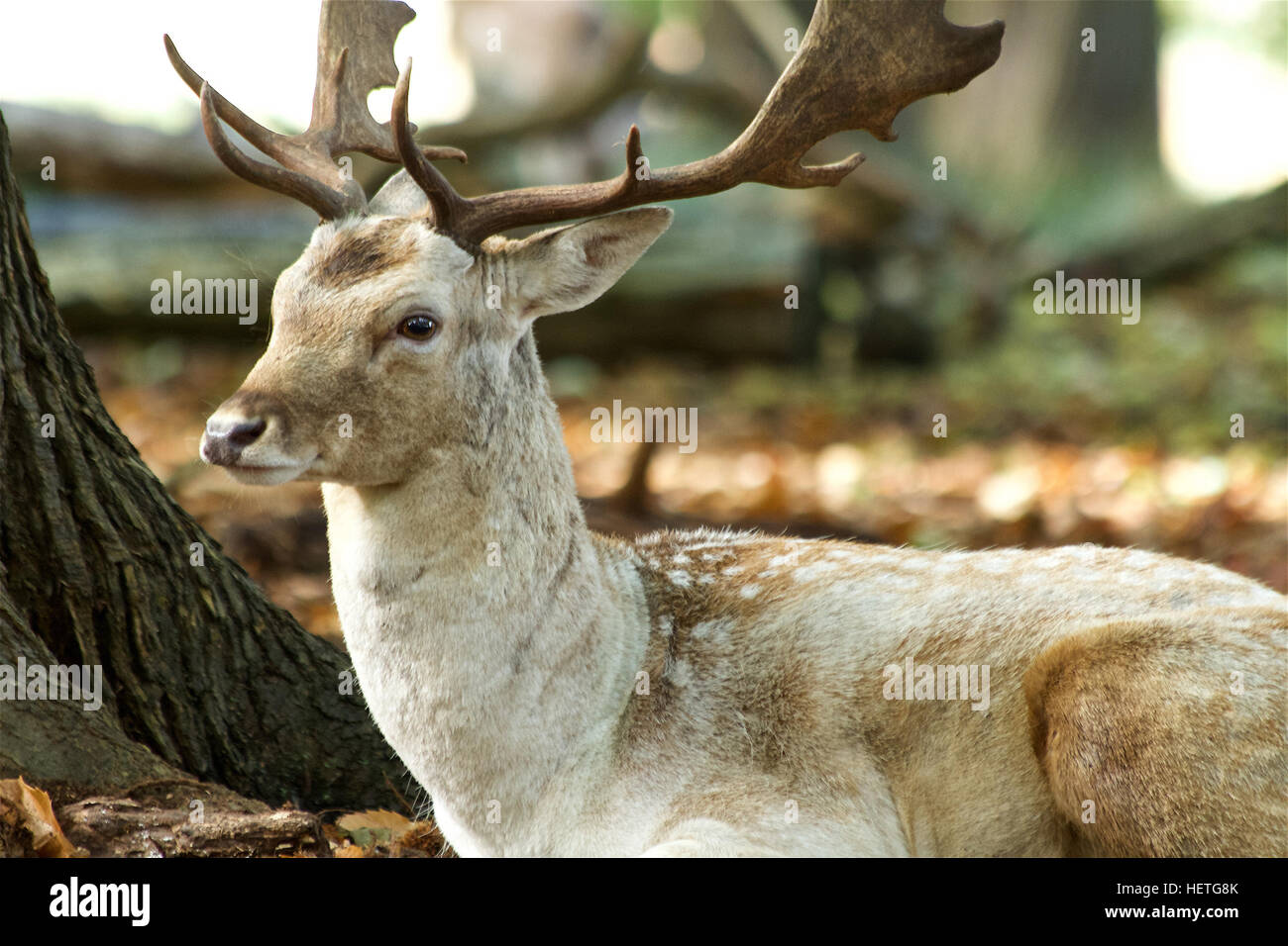 Fallow Deer Buck (Dama dama Stock Photo - Alamy