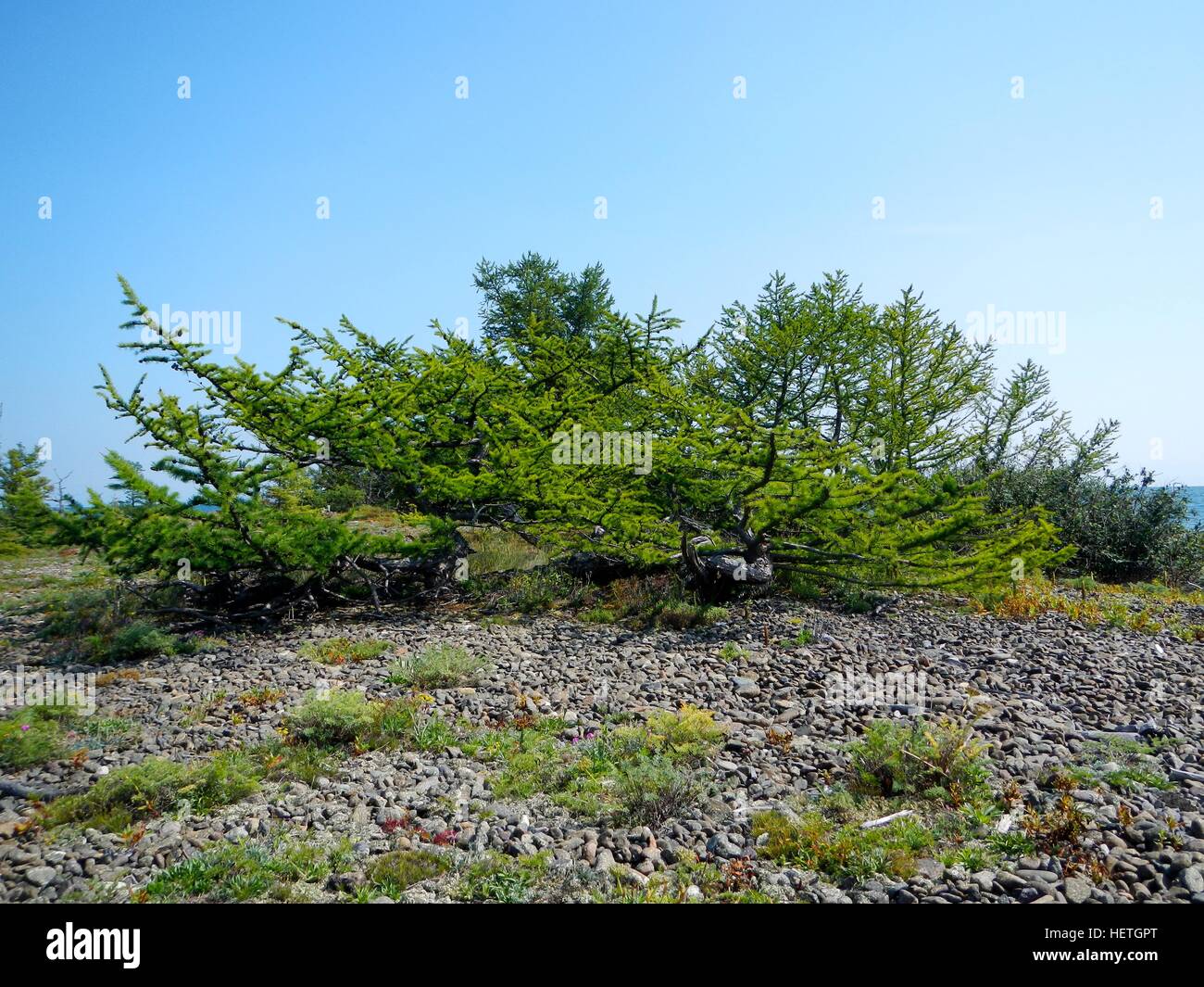 Baikal landscape with green spring forest, Russia. Siberia Stock Photo ...