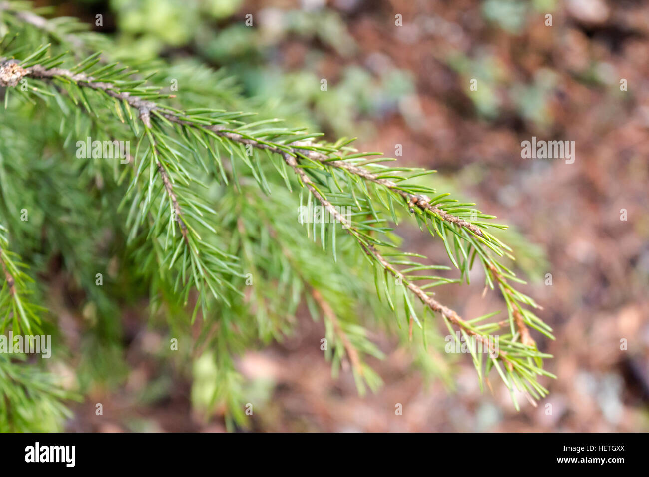 Close-up of Spruce branch Stock Photo - Alamy