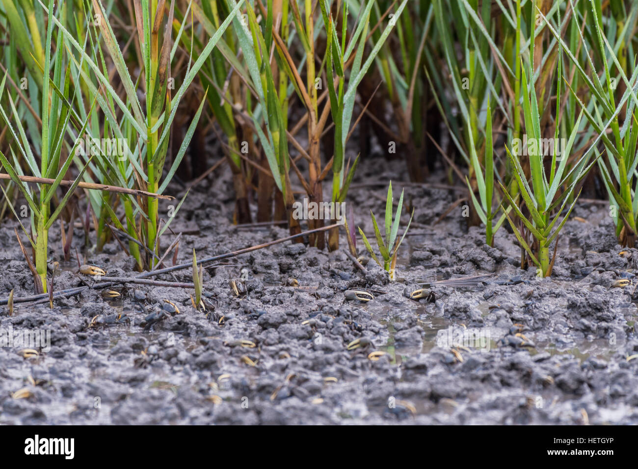 Mud crabs hi-res stock photography and images - Alamy