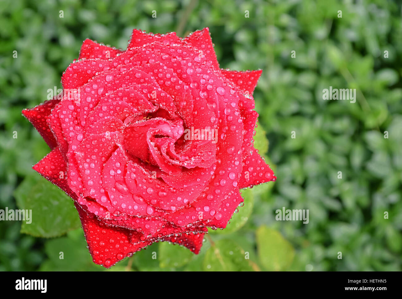 Red rose, flowers on a grass background with drops of water Stock Photo ...