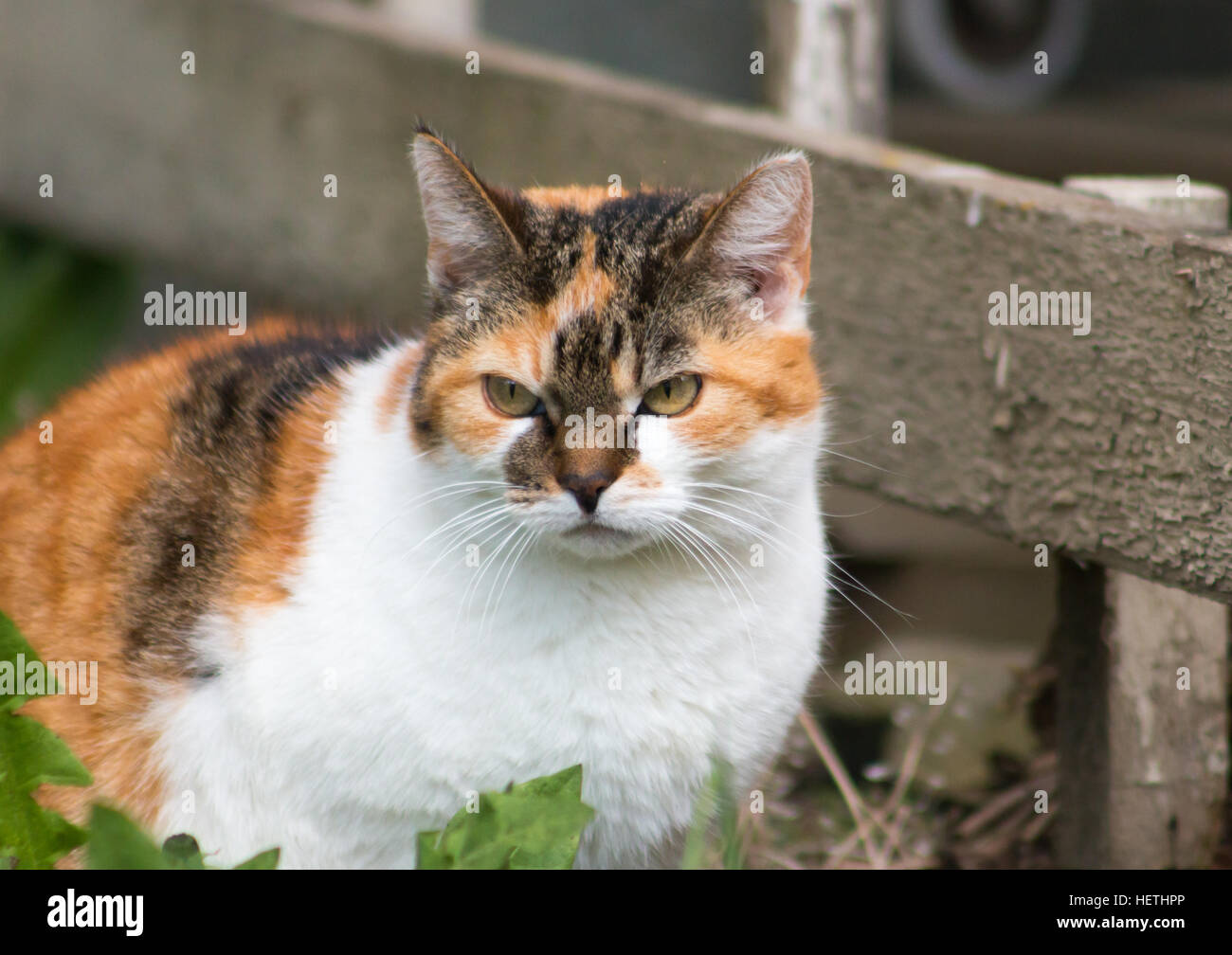 Cute multi-coloured cat Stock Photo - Alamy