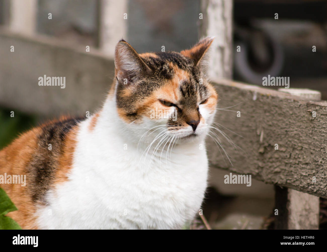 Cute multi-coloured cat Stock Photo - Alamy