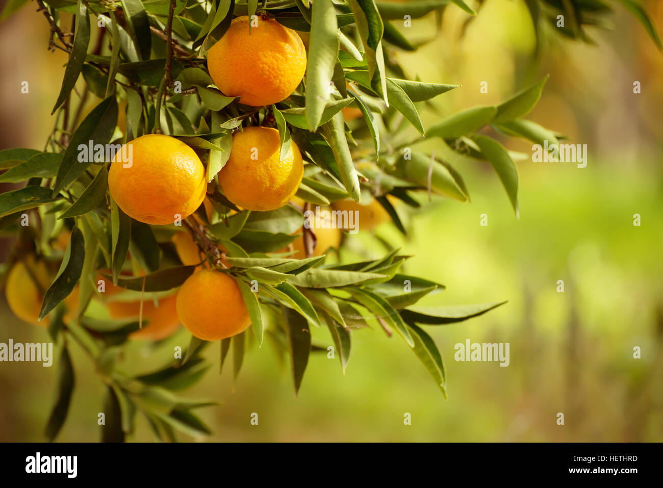 Tangerine sunny garden Stock Photo - Alamy