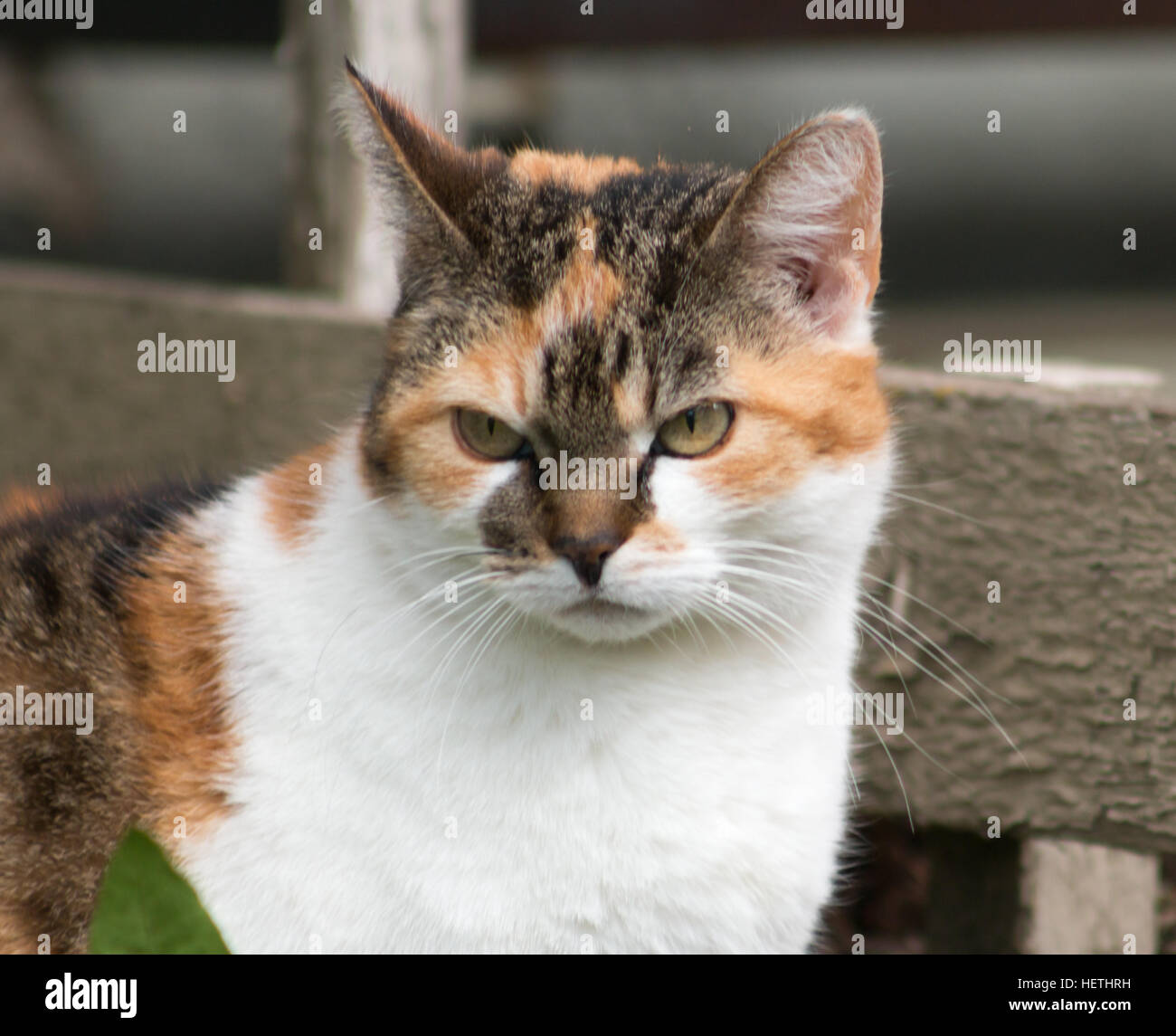 Cute multi-coloured cat Stock Photo - Alamy