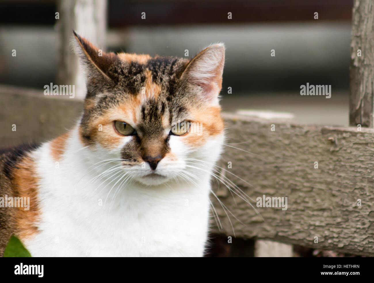 Cute multi-coloured cat Stock Photo - Alamy