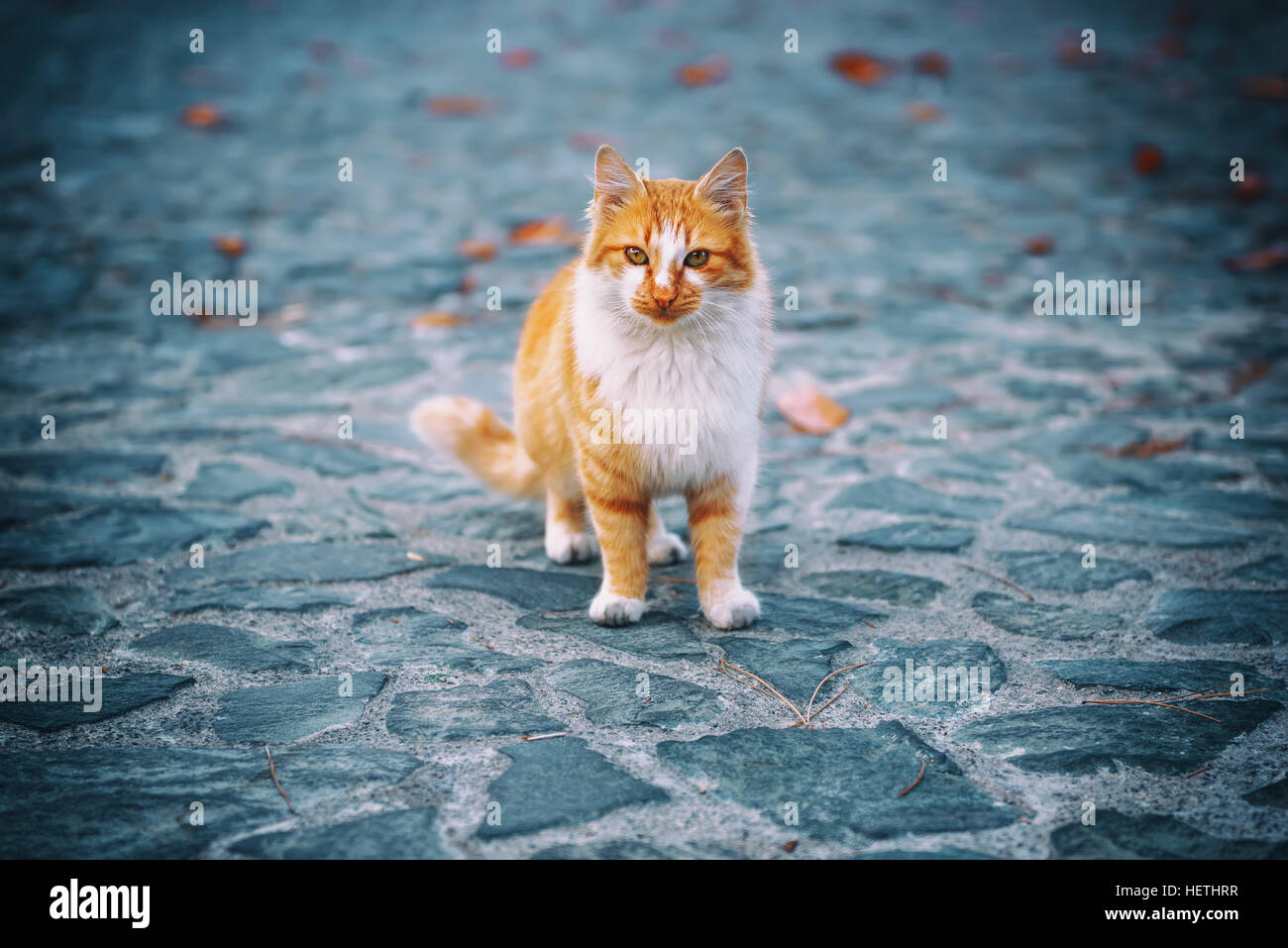 Street cat portrait Stock Photo - Alamy