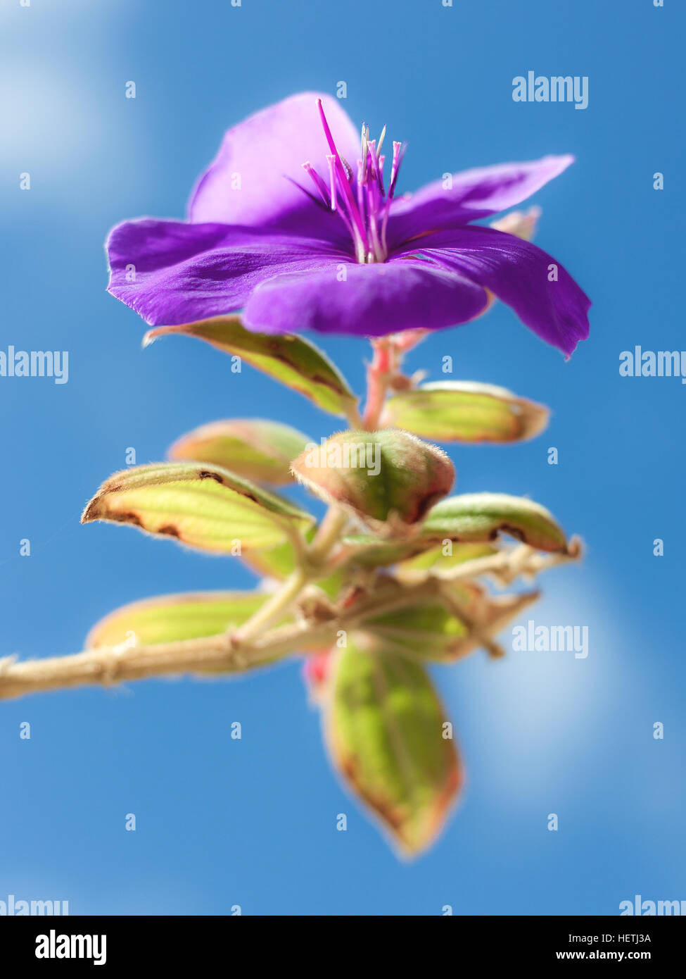 Tibouchina urvilleana - Princess-flower, Glorybush, Lasiandra, Princess ...