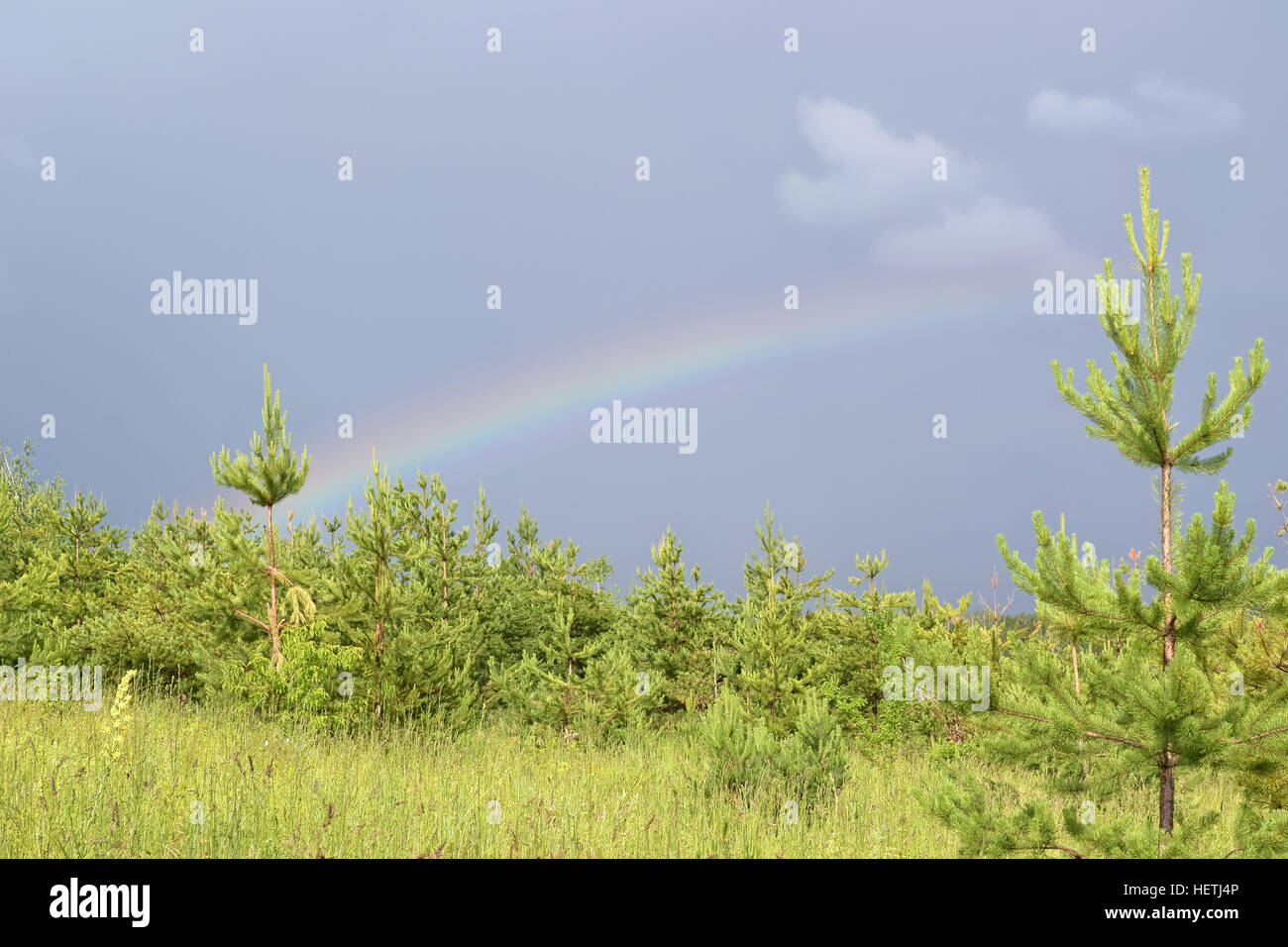 Forest Trees Sky Rainbow High Resolution Stock Photography and Images ...
