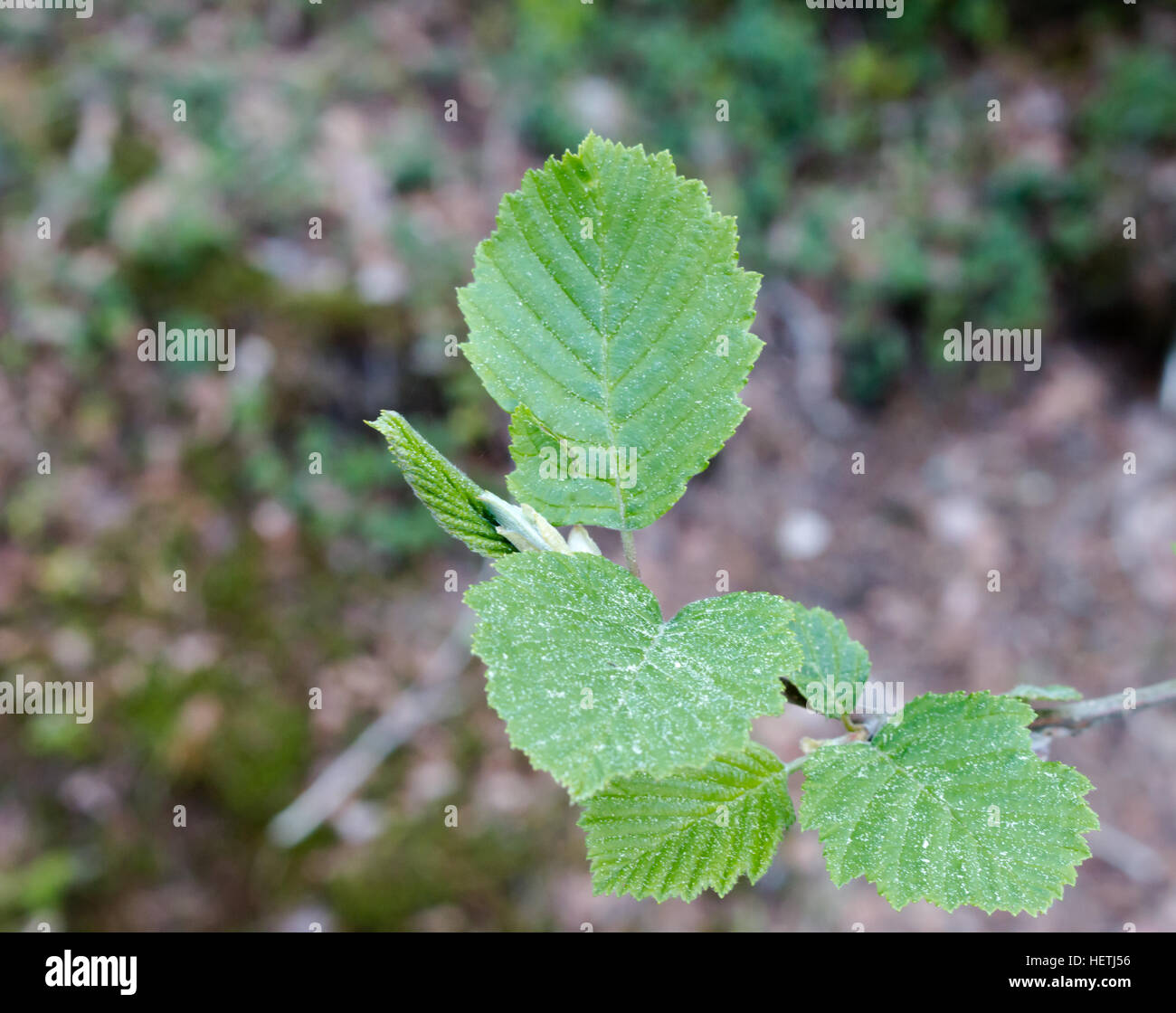 Woods alder tree hi-res stock photography and images - Alamy