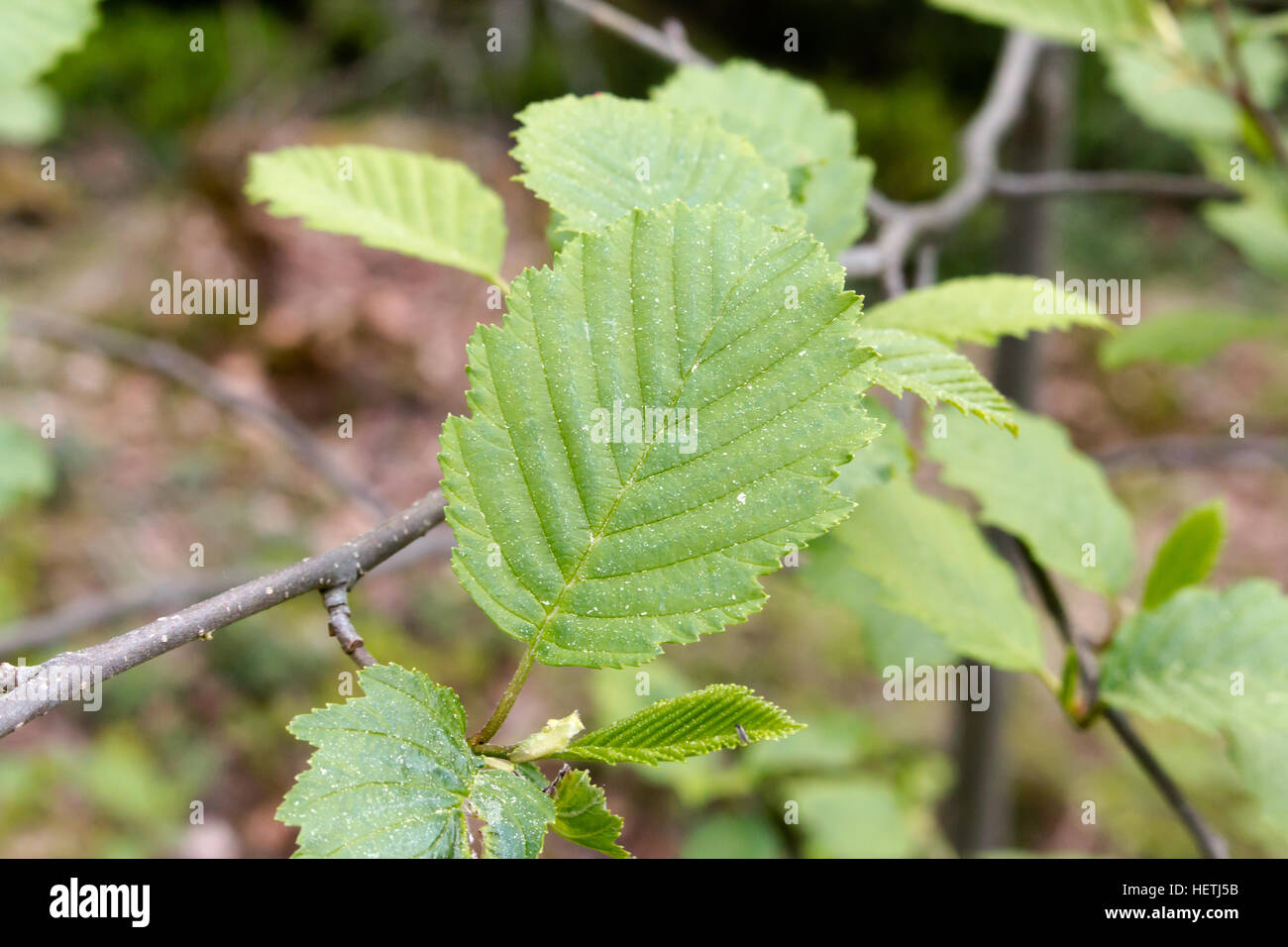Leaves of Alder in the forest Stock Photo - Alamy