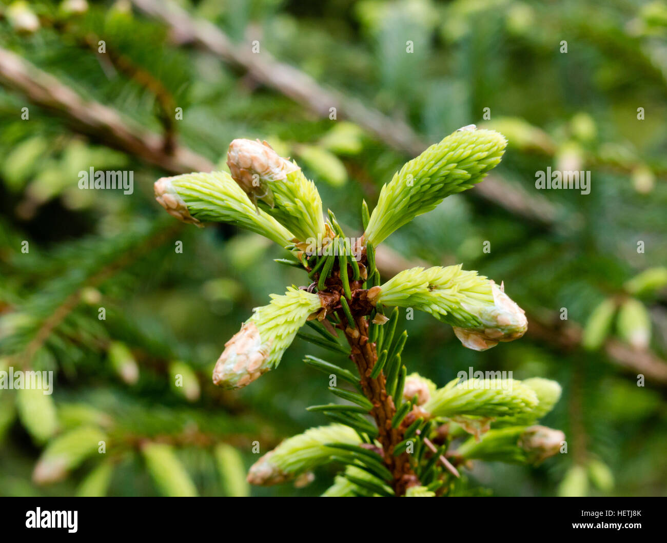 Spruce foliage in the forest Stock Photo - Alamy