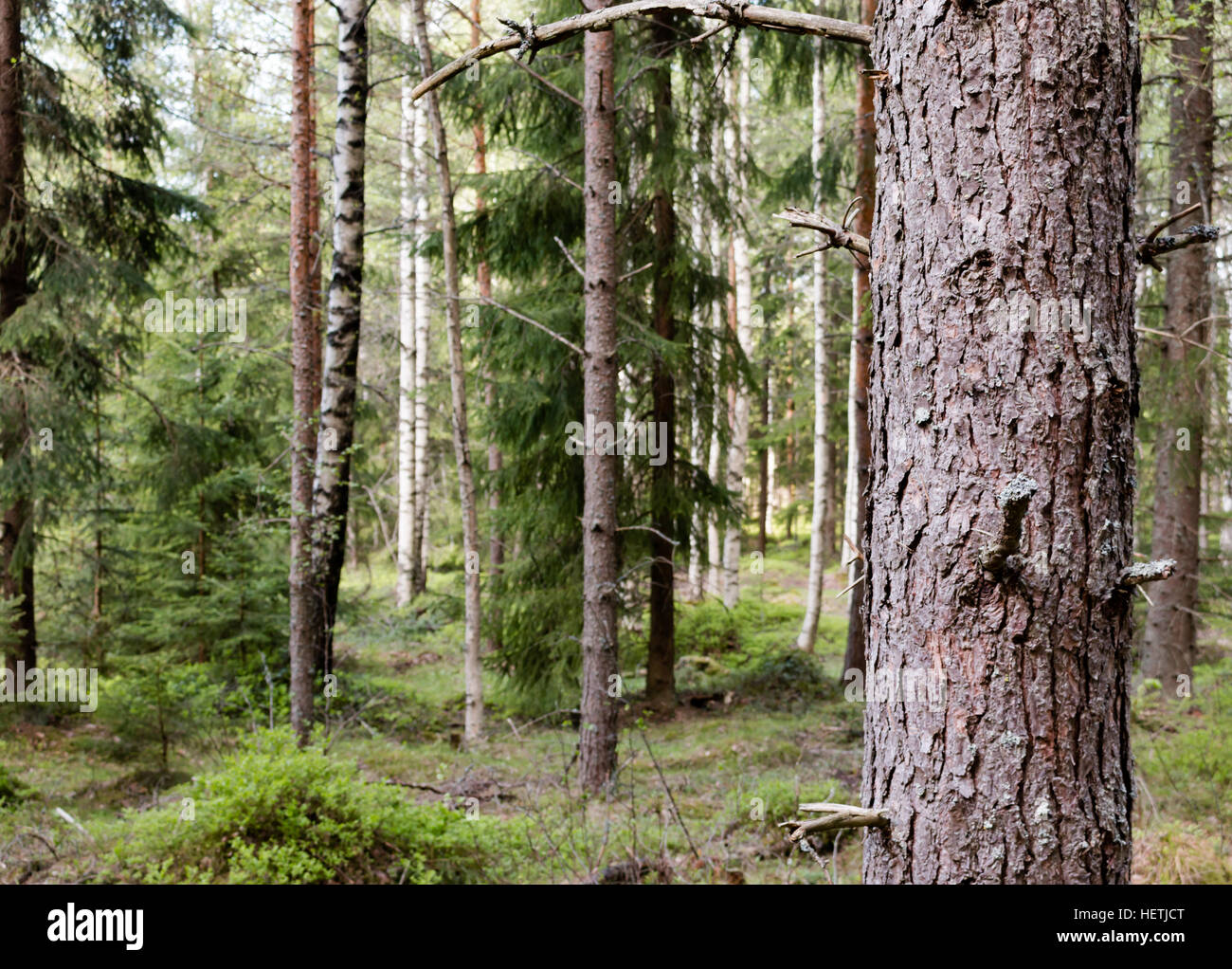 Beautiful and green forest in Finland Stock Photo - Alamy